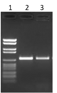 EGFR T790M Rare Mutation Detection Tutorial | Gene Pi