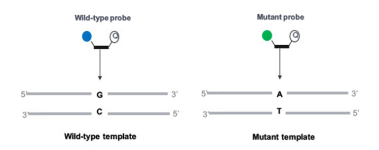 EGFR T790M Rare Mutation Detection Tutorial | Gene Pi