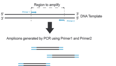 Detection of Mutations using a Drop-off Assay Tutorial | Gene-Pi.com