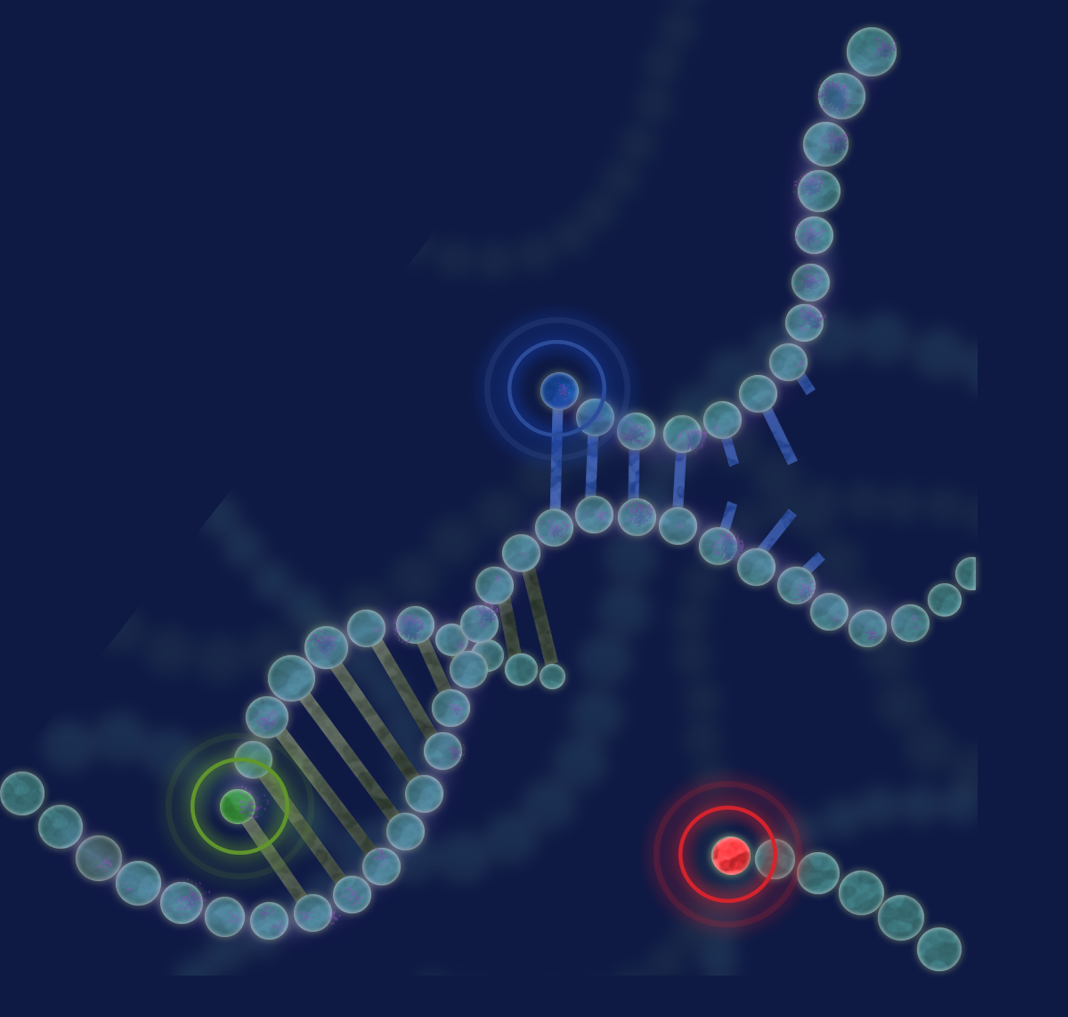 Detection of Mutations using a Drop-off Assay Tutorial | Gene-Pi.com