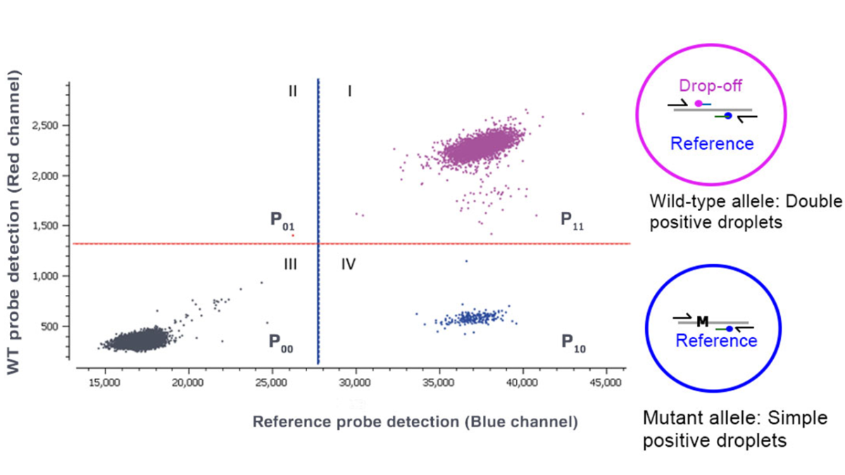 Detection of Mutations using a Drop-off Assay Tutorial | Gene-Pi.com
